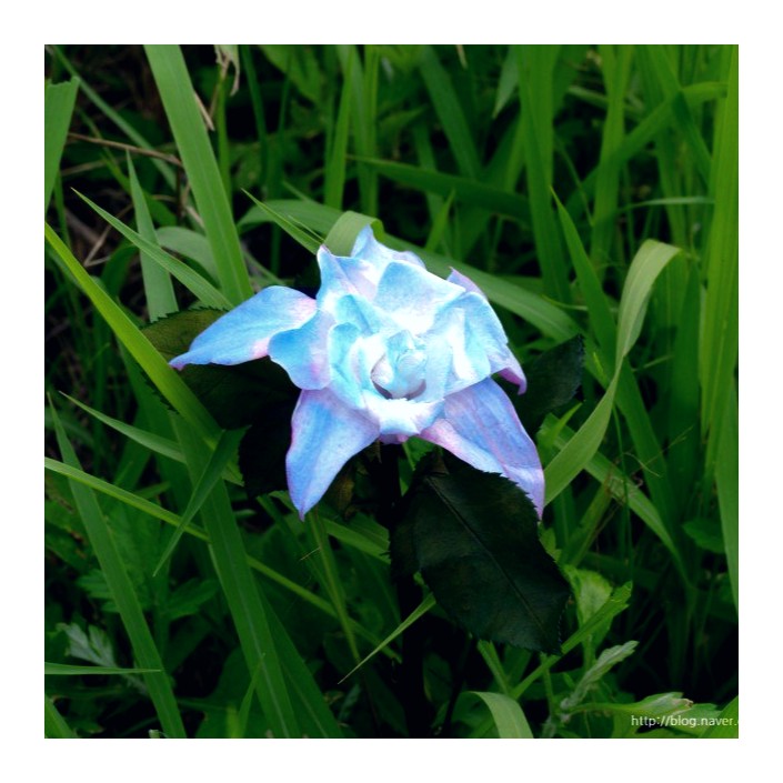 Smeraldo Flower Diy | Best Flower Site