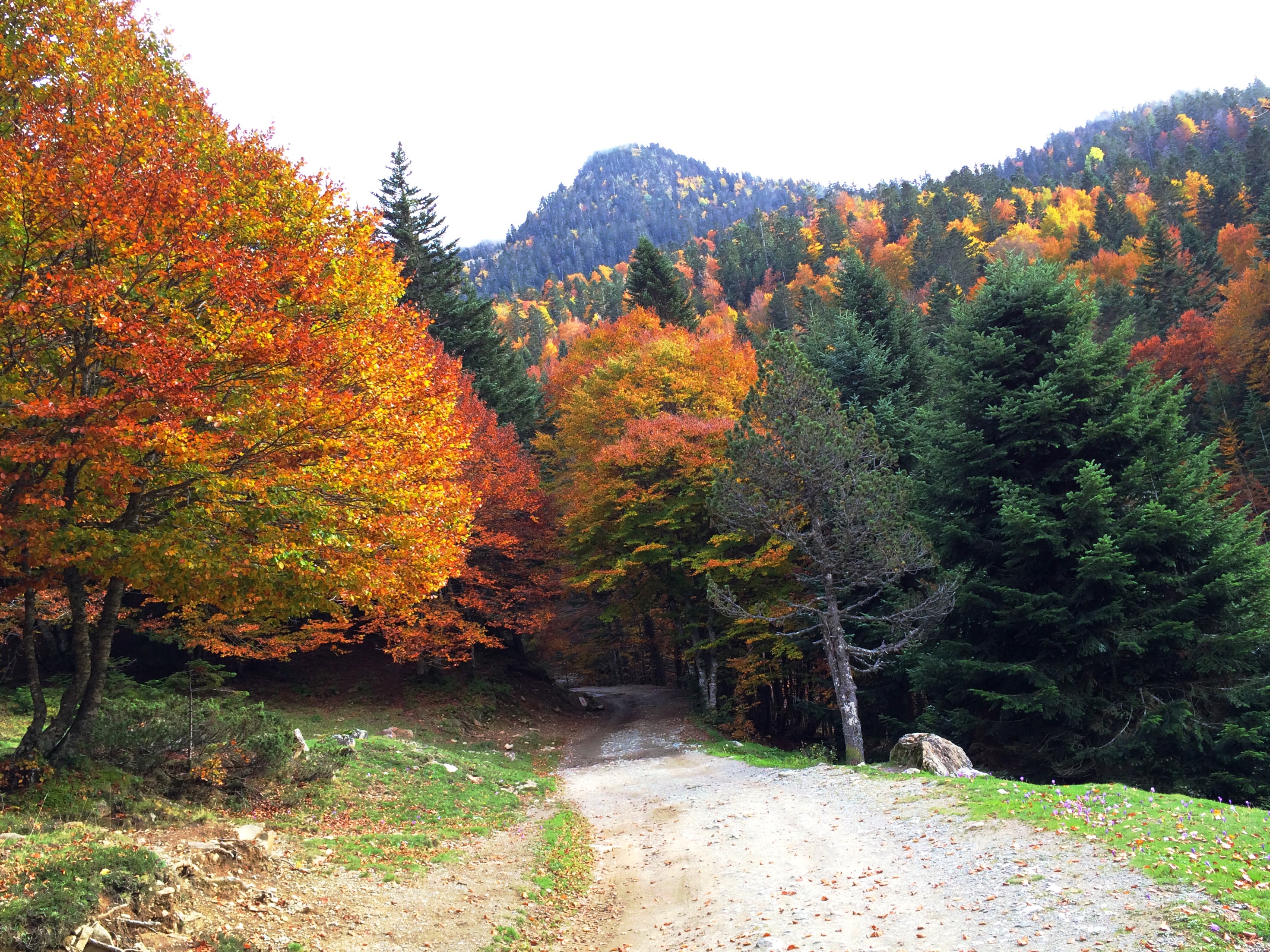 Pyrenees Forests