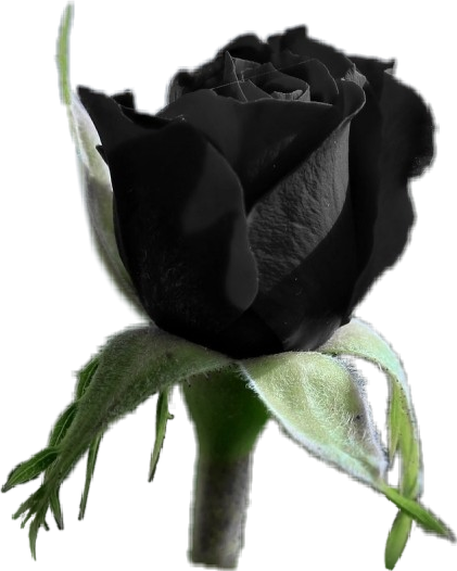 Crmla Black Rose Clipart Transparent Background | My XXX Hot Girl Crmla Black Rose Clipart Transparent Background | My XXX Hot Girl