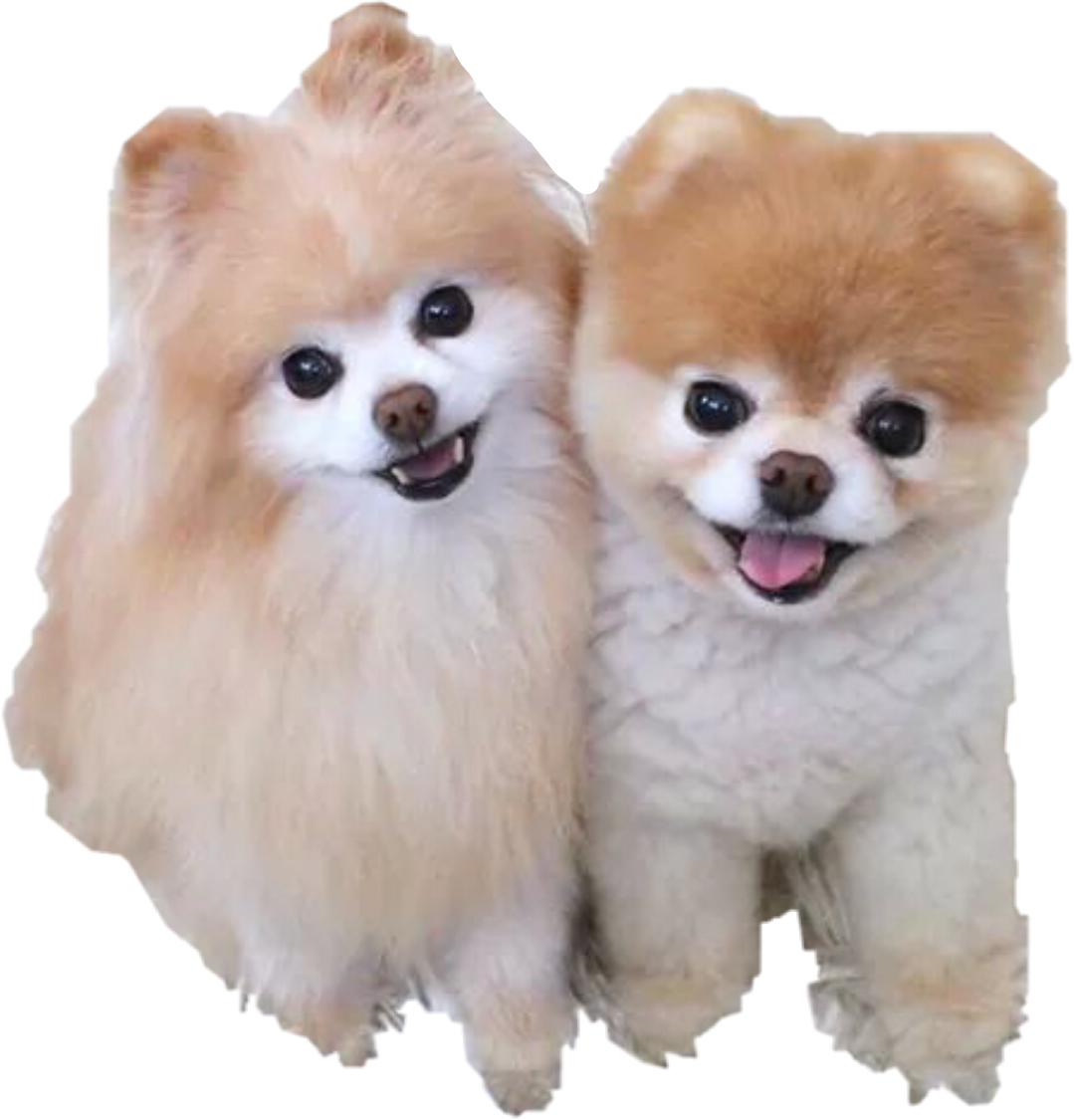 Are Jiffpom And Boo The Same Dog