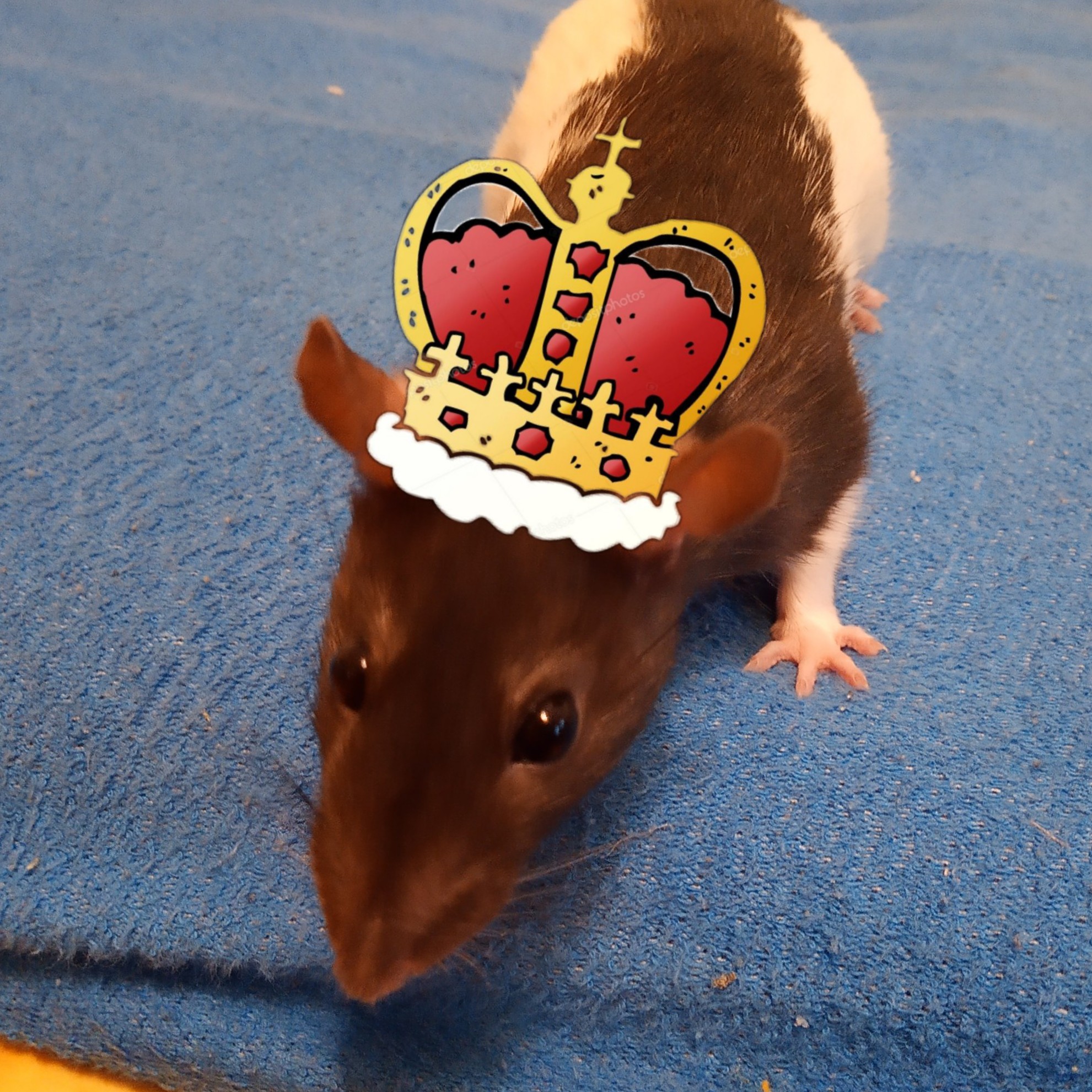 rat,rat图片,ratyr_大山谷图库