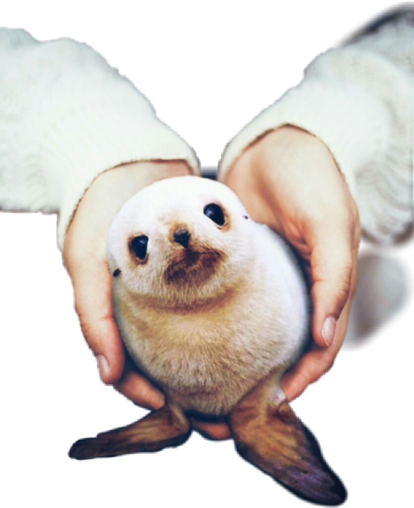 Freetoedit Scseal Seal Sticker By emilia550 freetoedit-scseal-seal-sticker-by-emilia550