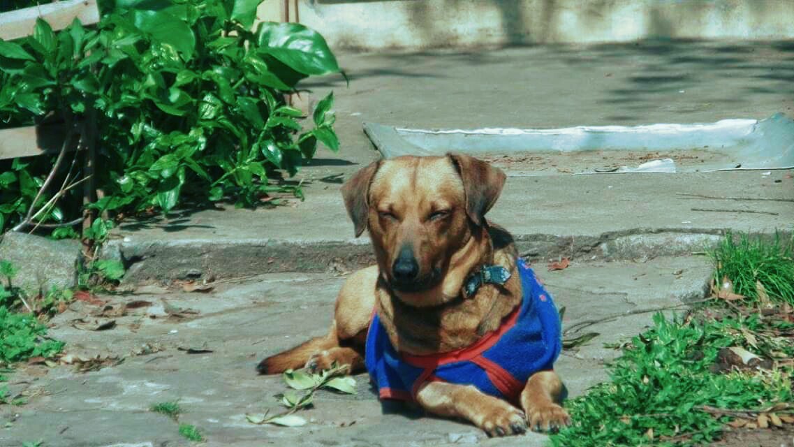 Memes Perrito Sentado