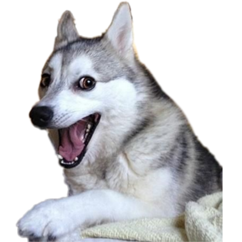 Bad Joke Husky