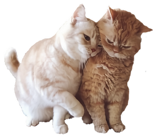 freetoedit cat catcore catlove sticker by @catcacher123